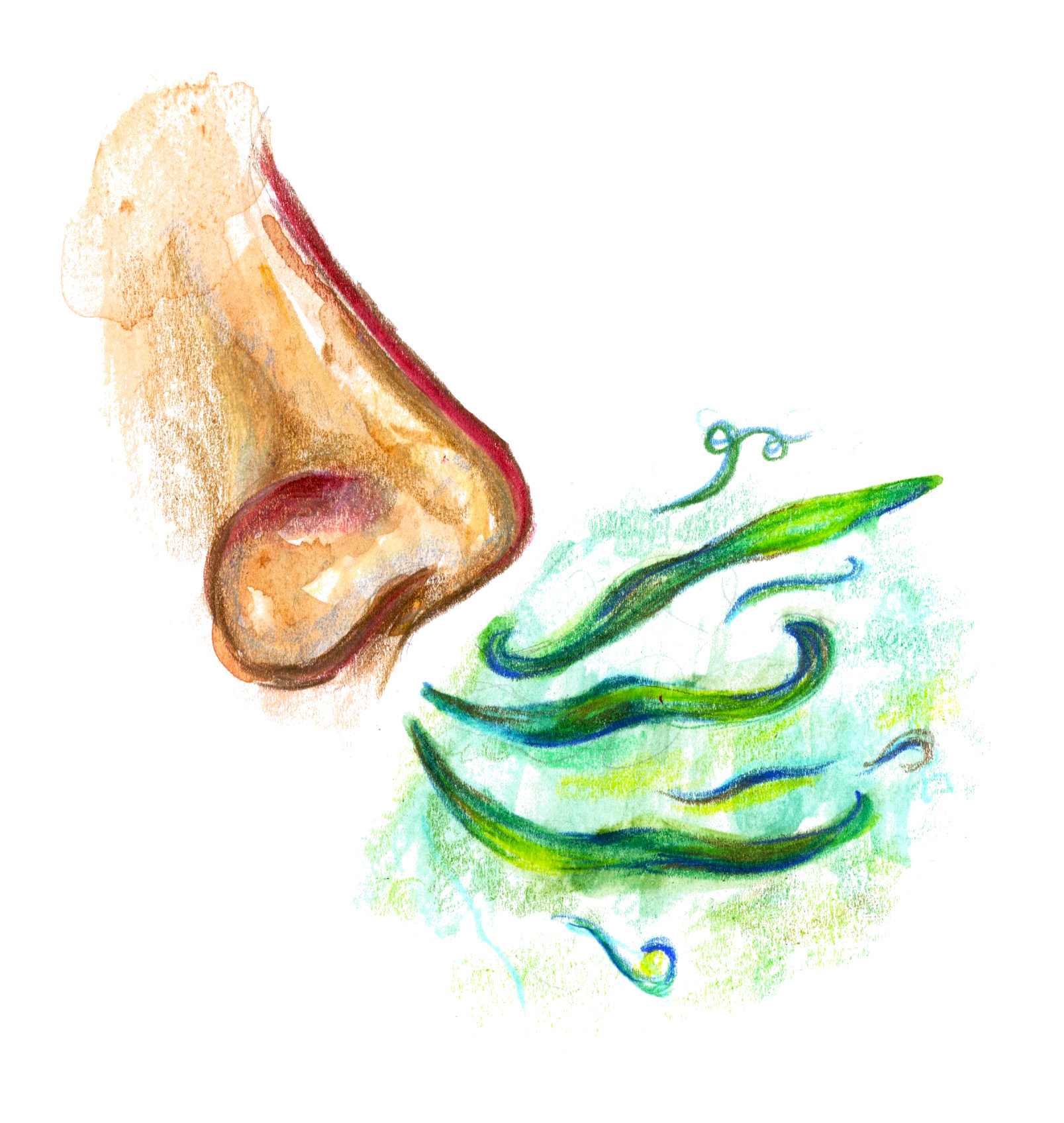 Scientists explore how we smell musk | Yale Daily News