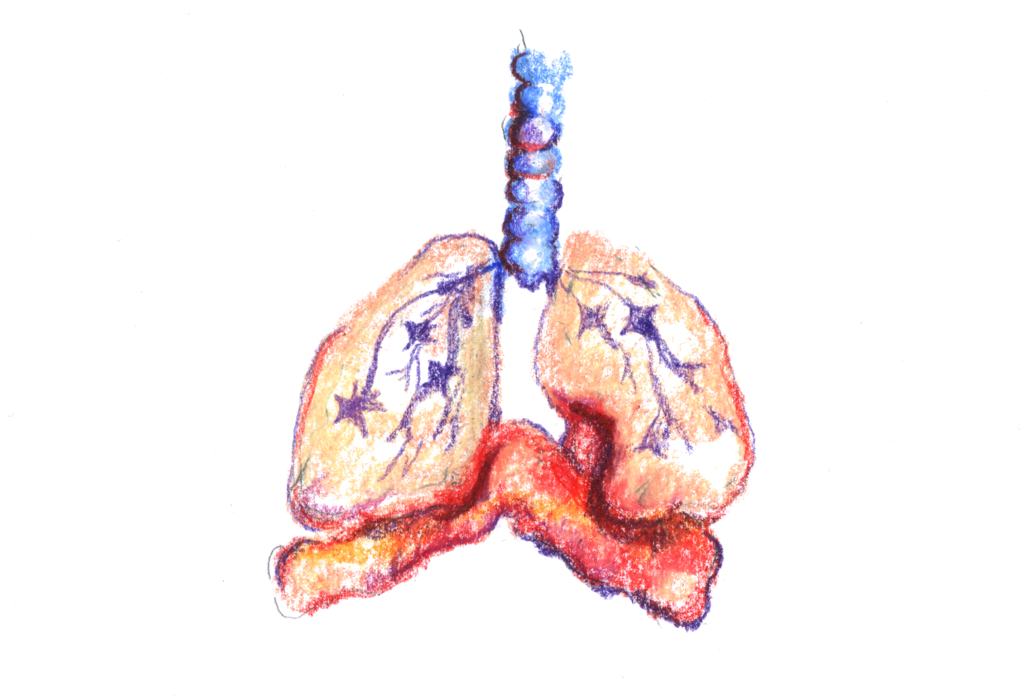 Study discovers the mechanism of bronchial spasms | Yale Daily News